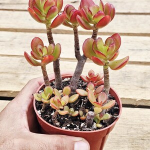 Dwarf Jade Plant: Crassula Ovata 'crosby Compacta' - 2" Pot - Etsy