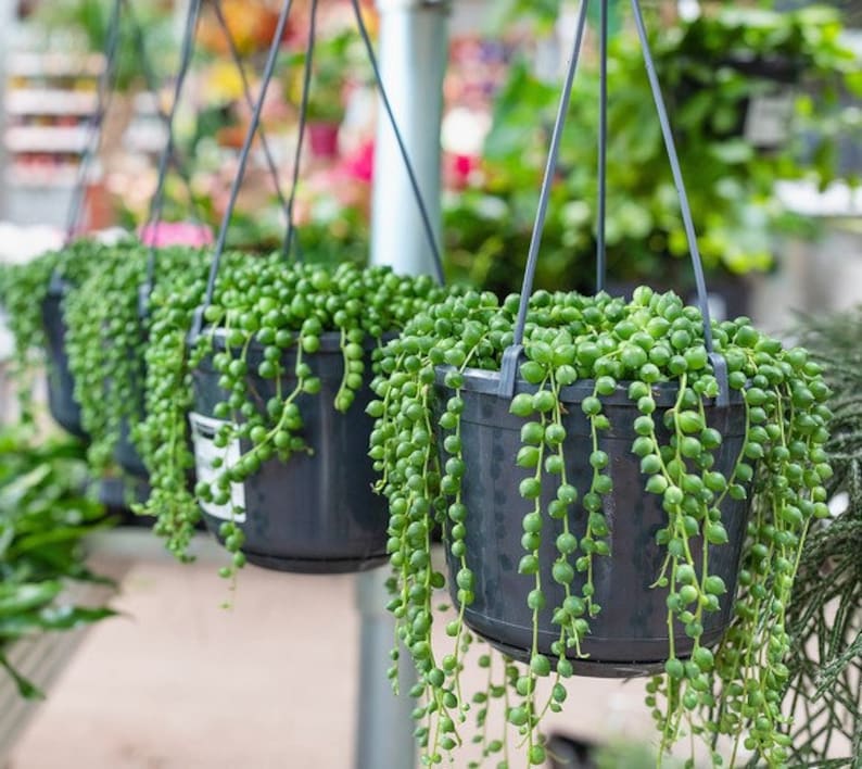 String of Pearls Live Plant, String of Peas. - Etsy