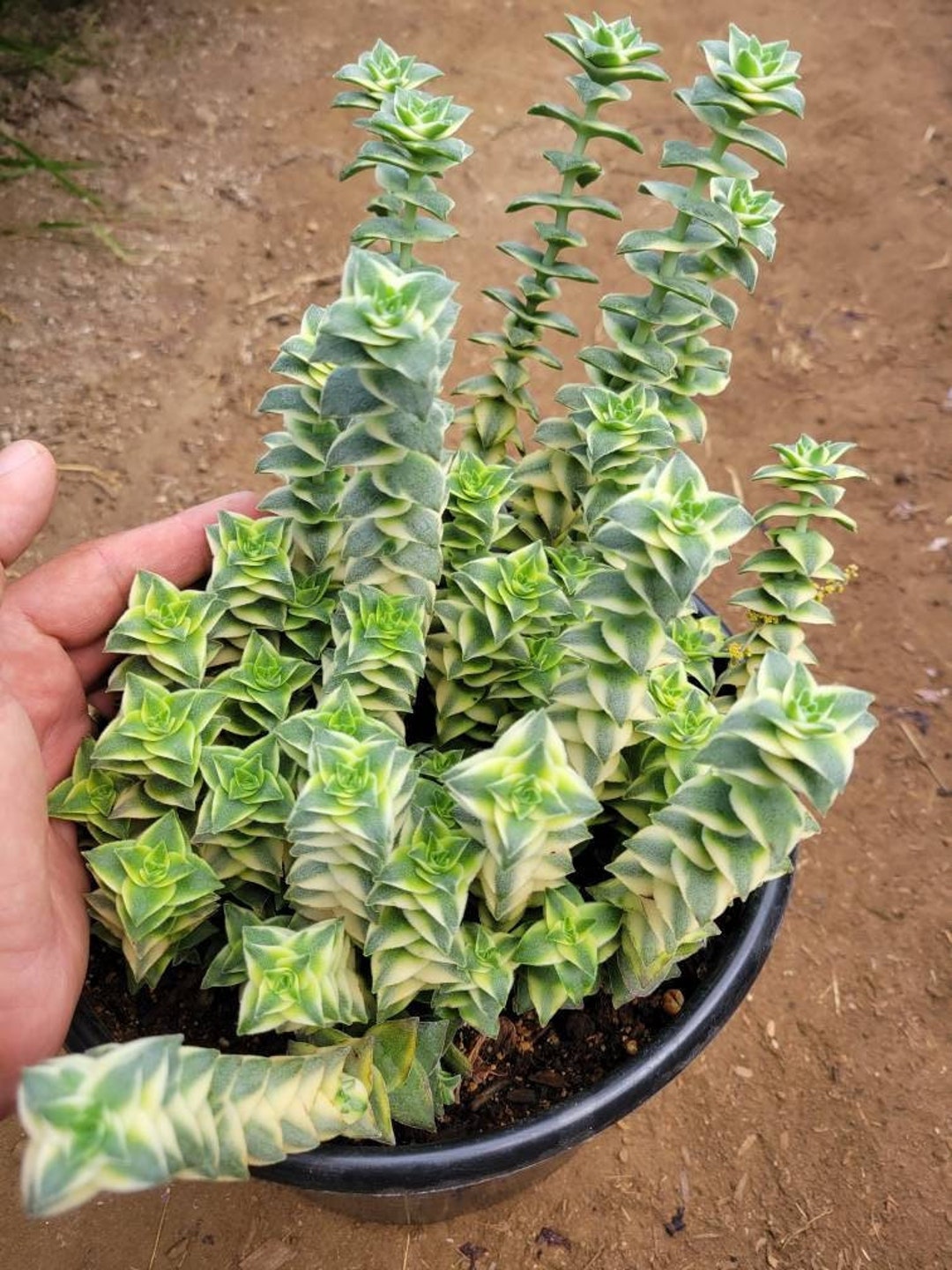 Variegated String of Buttons | Crassula Perforata | Rare Succulent With ...