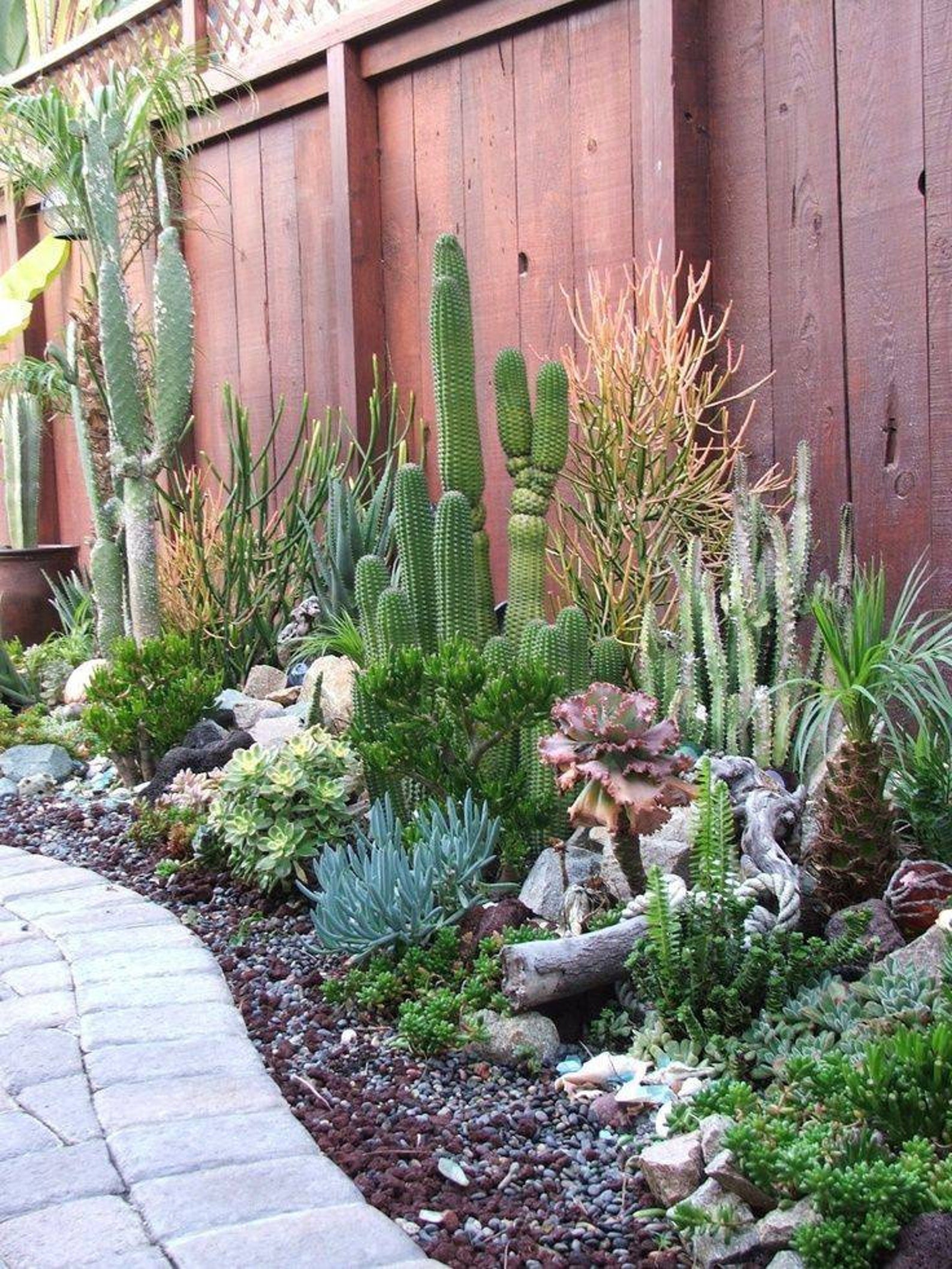Agave Lophantha Quadricolor Quadricolor Century Plant Exotic - Etsy