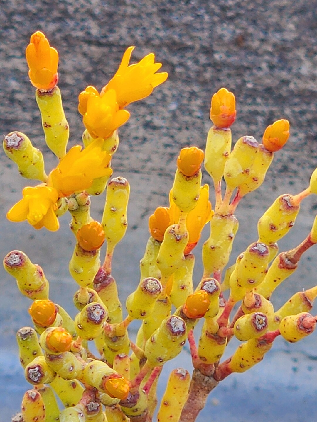 Dancing Bones Cactus: Hatiora Salicornioides Succulent - Etsy
