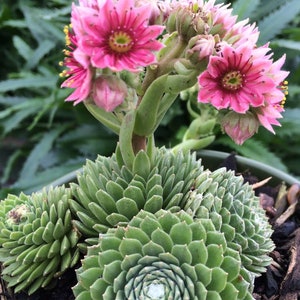 Sempervivum Arachnoideum, Cobweb Hens and Chicks, Succulent, Rare ...