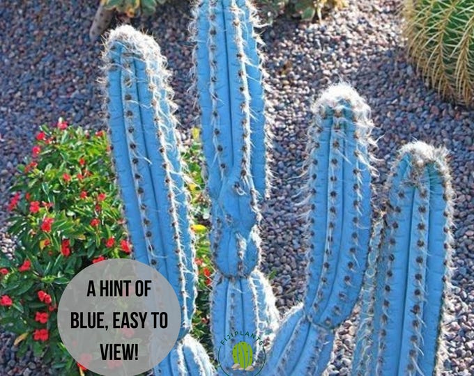 Desert Blue Candle Cactus, 3 Plants, AKA Blue Myrtle Cactus, Branching ...