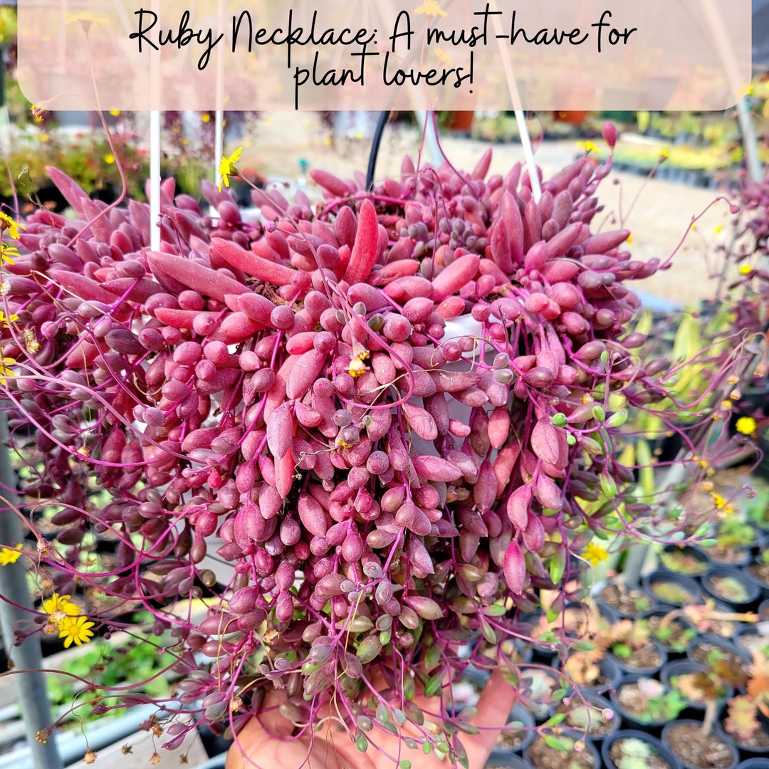 String of Ruby Succulent: Othonna Capensis Live Hanging Plant - Etsy