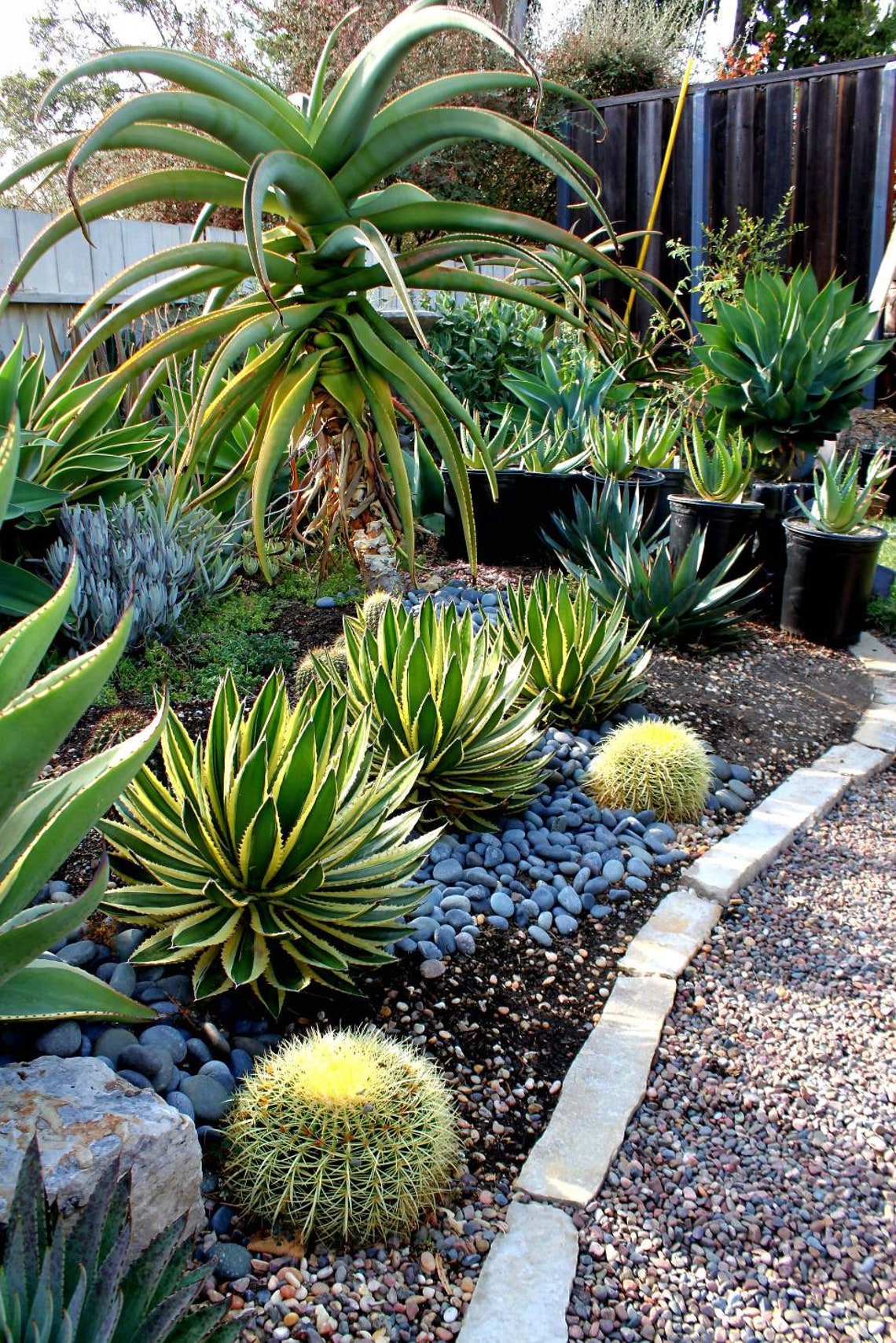 Agave Lophantha Quadricolor Quadricolor Century Plant Exotic - Etsy