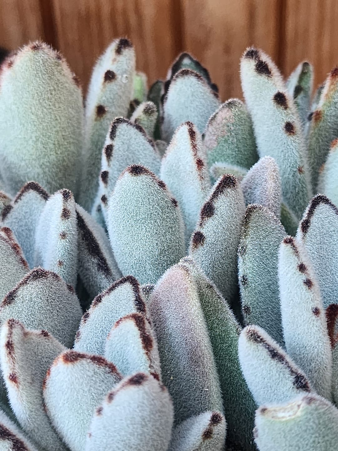 Chocolate Soldier Plant. Kalanchoe Tomentosa. - Etsy