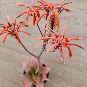 Aloe Ghost - Aloe Striata Hybrid 'ghost Aloe' Beautiful Real Aloe Plant ...
