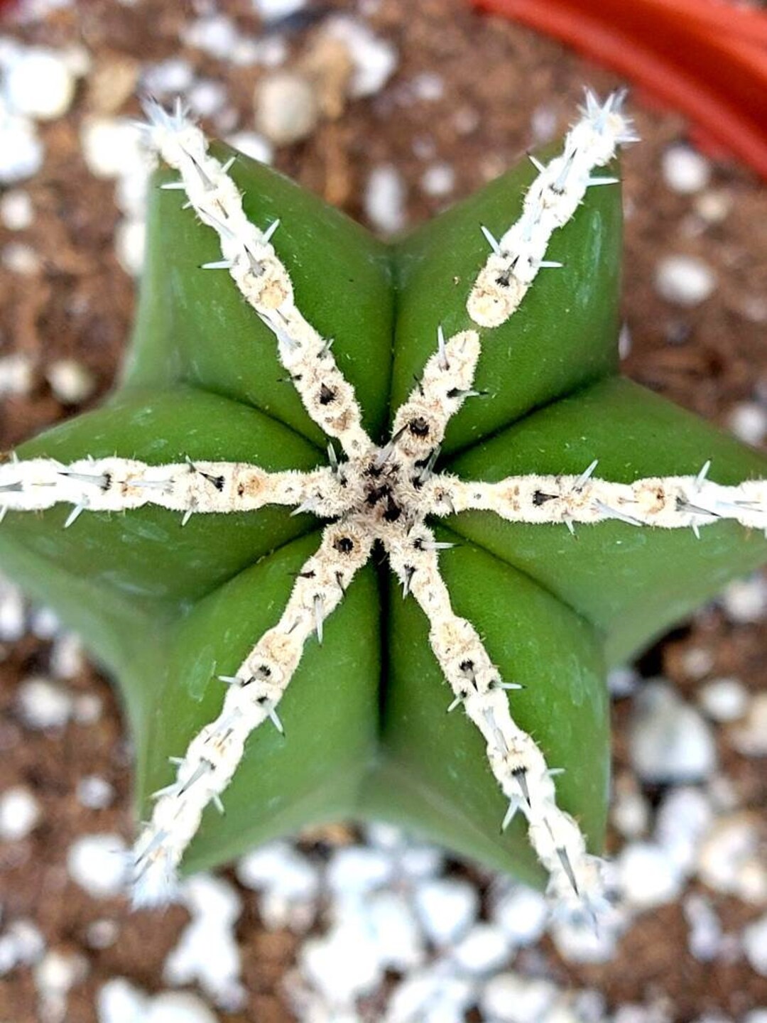 Mexican Fencepost Cactus Pachycereus Marginatus Columnar Cactus Real ...