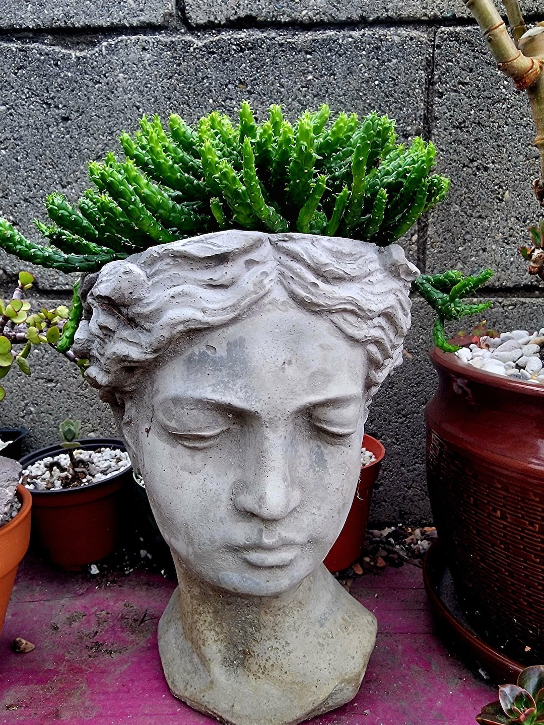Medusa Plant, Euphorbia Flanaganii Medusa Head, Rare Succulent. - Etsy