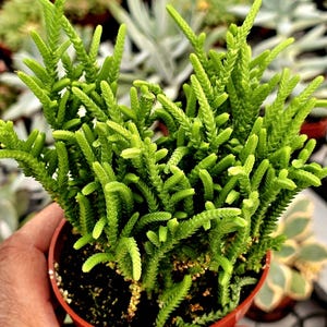 Watch Chain, Princess Pine, Crassula, Live Plants, Drought Tolerant ...