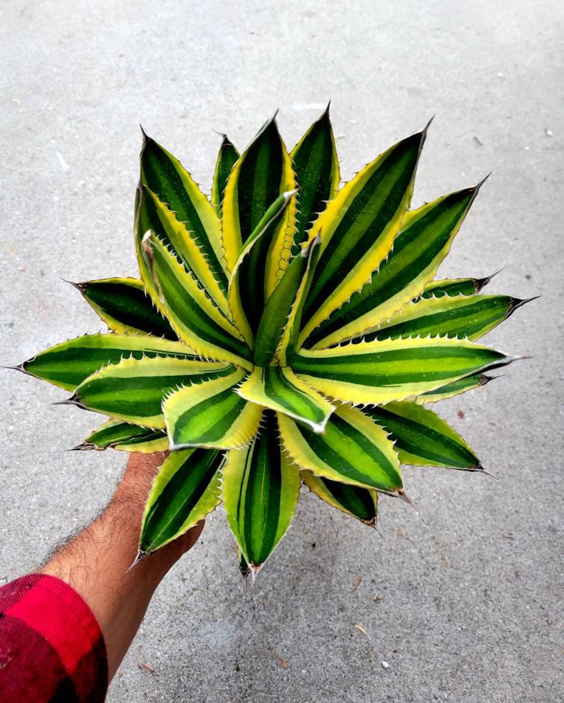 Agave Lophantha Quadricolor Quadricolor Century Plant Exotic - Etsy