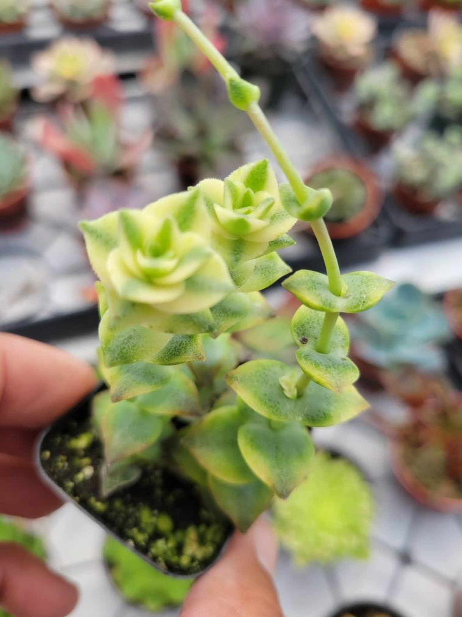 Variegated String of Buttons | Crassula Perforata | Rare Succulent With ...