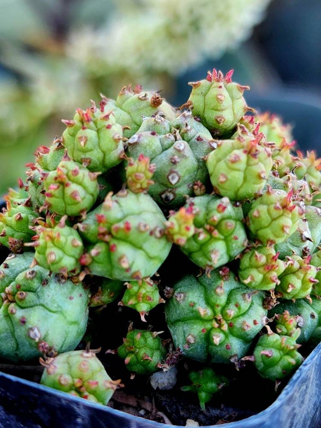 Euphorbia Monstrose: Rare Knobbly Succulent in 2" Pot - Etsy