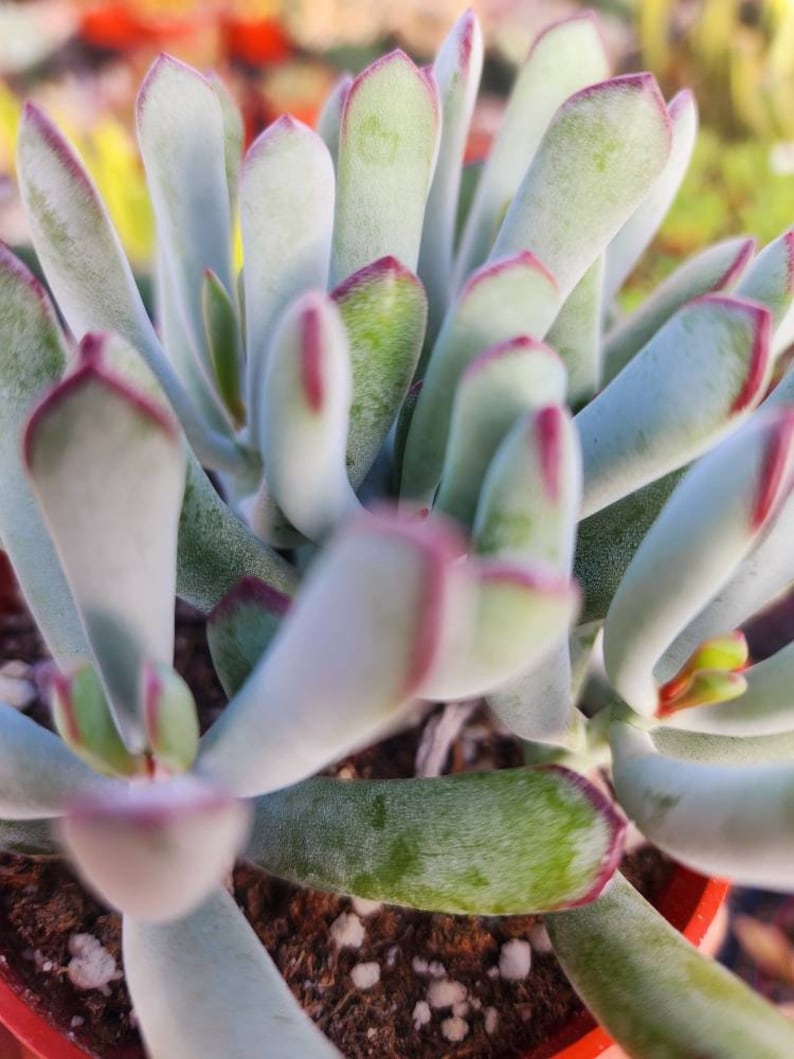 Cotyledon 'happy Young Lady' Succulent: Lady Fingers Plant - Etsy