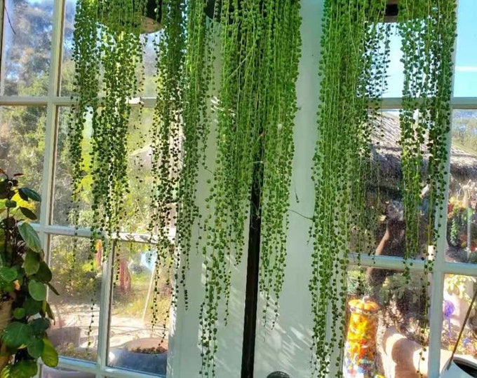 String of Pearls Live Plant, String of Peas. - Etsy