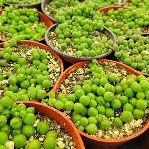String of Pearls Live Plant, String of Peas. - Etsy