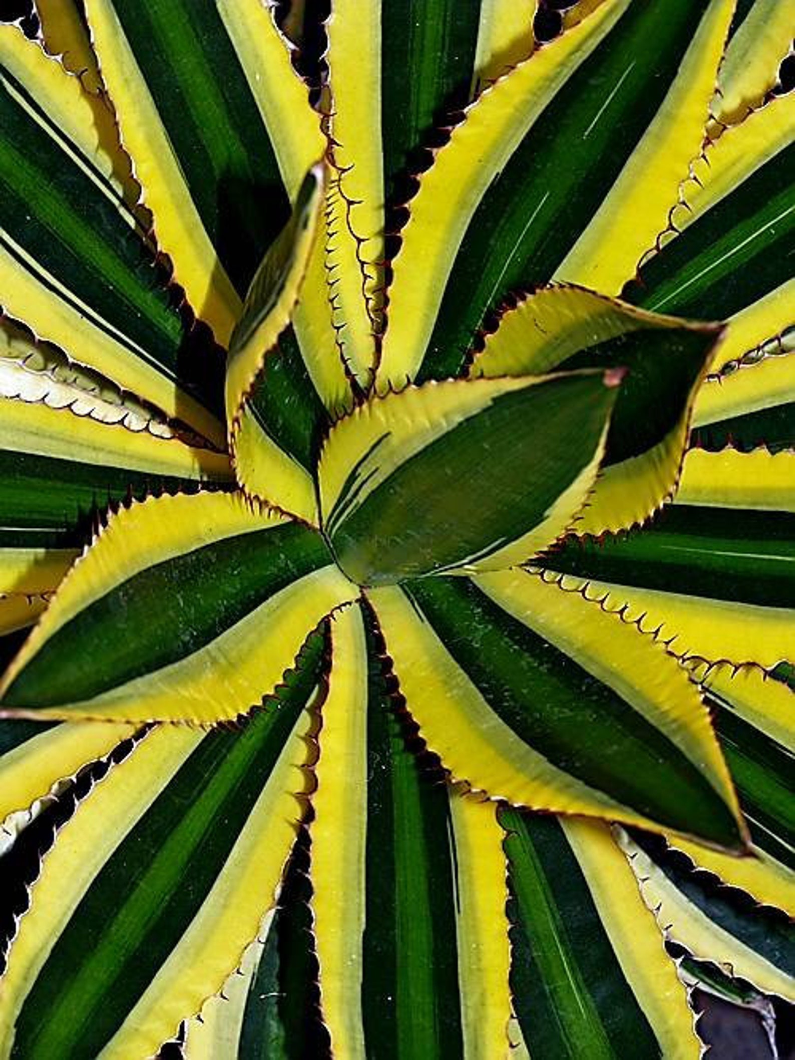Agave Lophantha Quadricolor Quadricolor Century Plant Exotic - Etsy