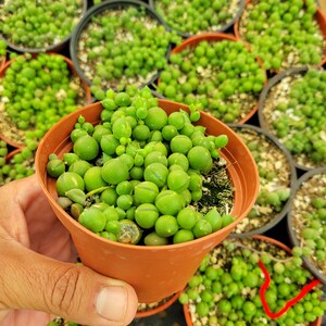 String of Pearls Live Plant, String of Peas. - Etsy