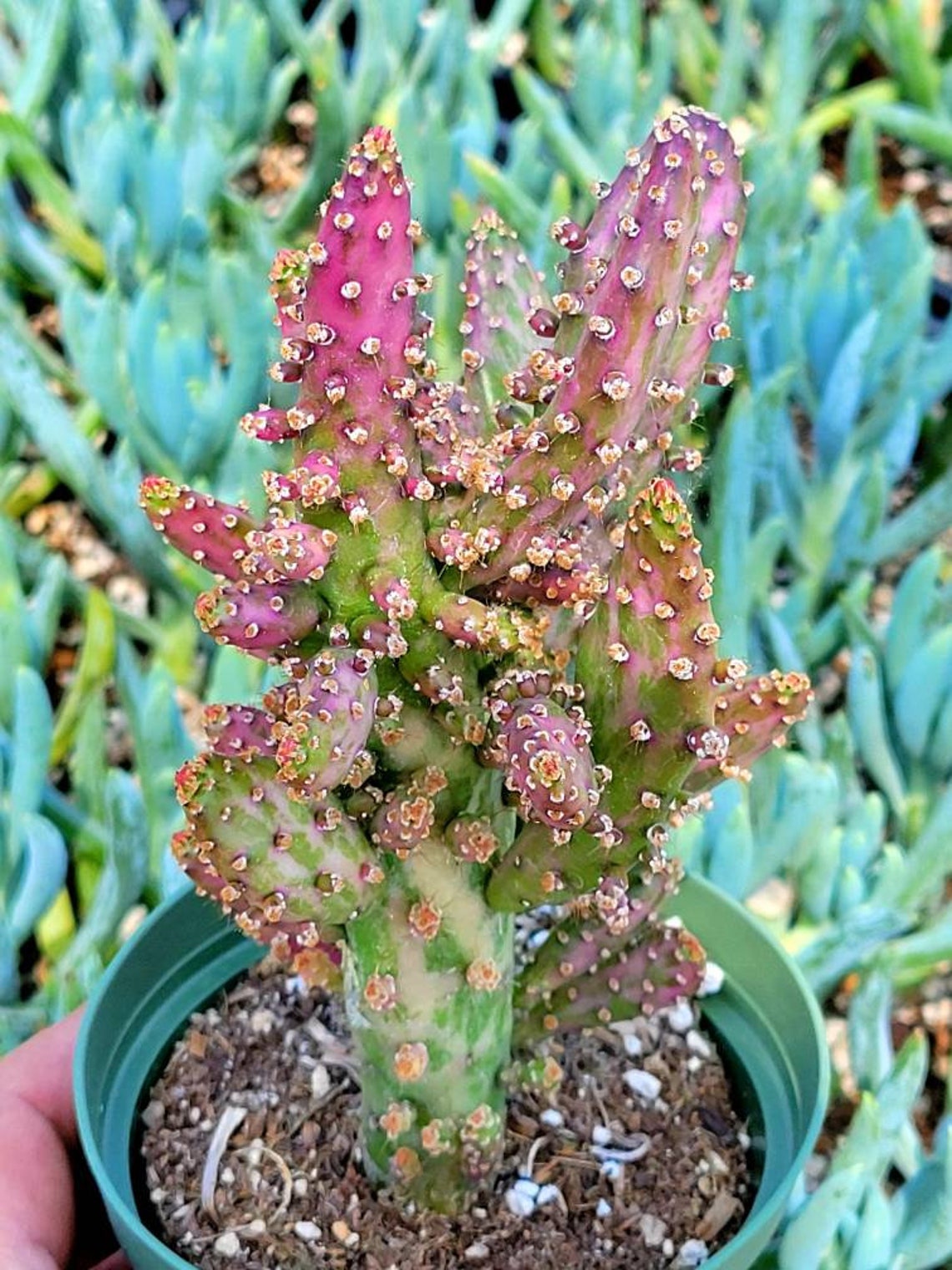 Opuntia Monacantha Variegata - Variegated Joseph's Coat. Smart Cactus ...