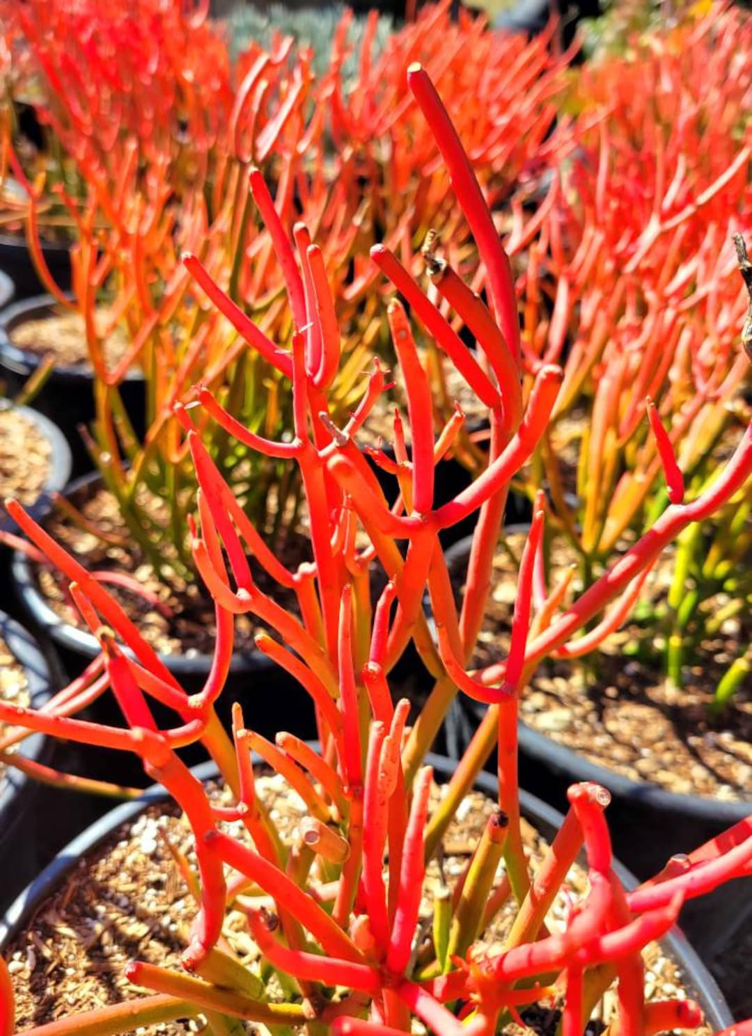Pencil Cactus Euphorbia Tirucalli Or euphorbia Tirucalli, Drought ...