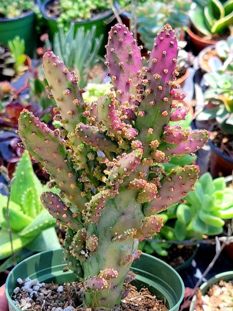 Opuntia Monacantha Variegata - Variegated Joseph's Coat. Smart Cactus ...