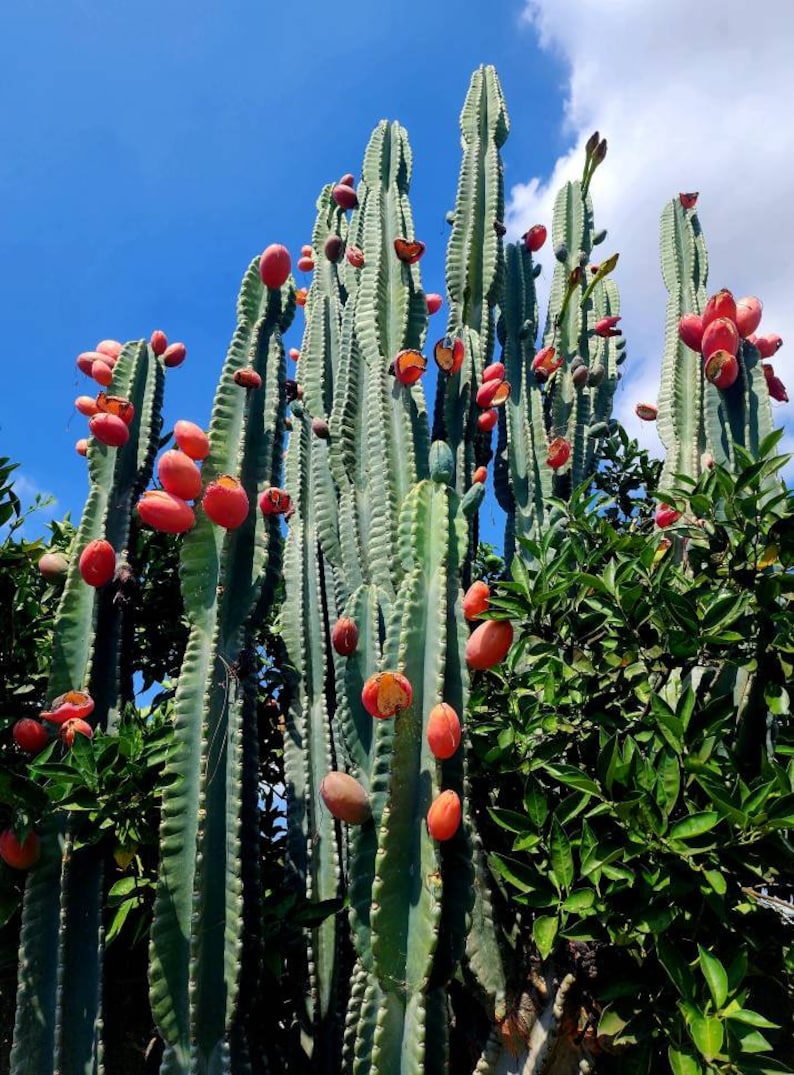 Peruvian Apple Cactus Edible Cactus Cactus Cutting Live - Etsy