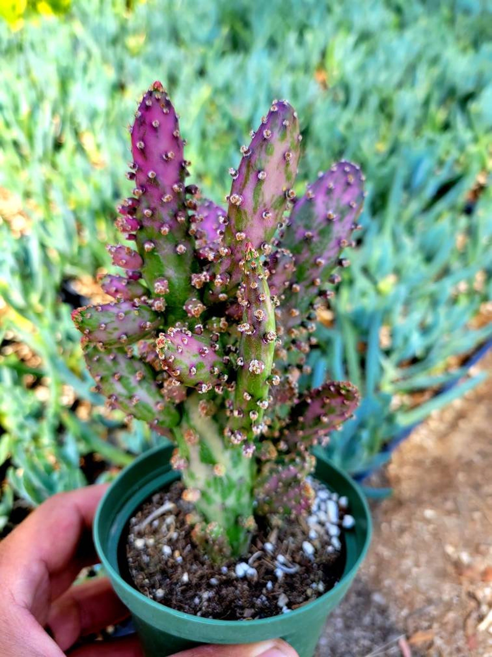 Opuntia Monacantha Variegata - Variegated Joseph's Coat. Smart Cactus ...