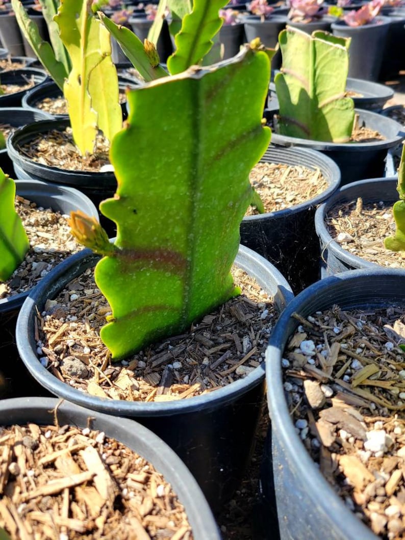 Queen of the Night Night Blooming Cereus Fragrant Orchid - Etsy