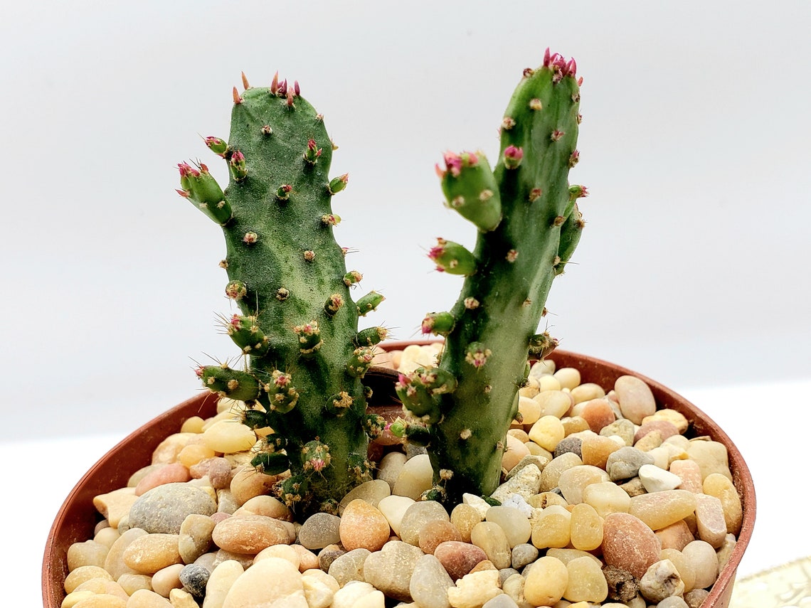 Opuntia Monacantha Variegata Variegated Joseph's Coat | Etsy