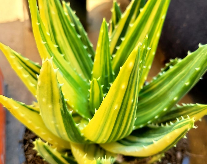 Aloe Nobilis Variegated, Aloe Variegated, Aloe Variegata, Rare Aloe ...