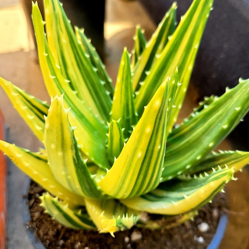 Rare Aloe - Etsy