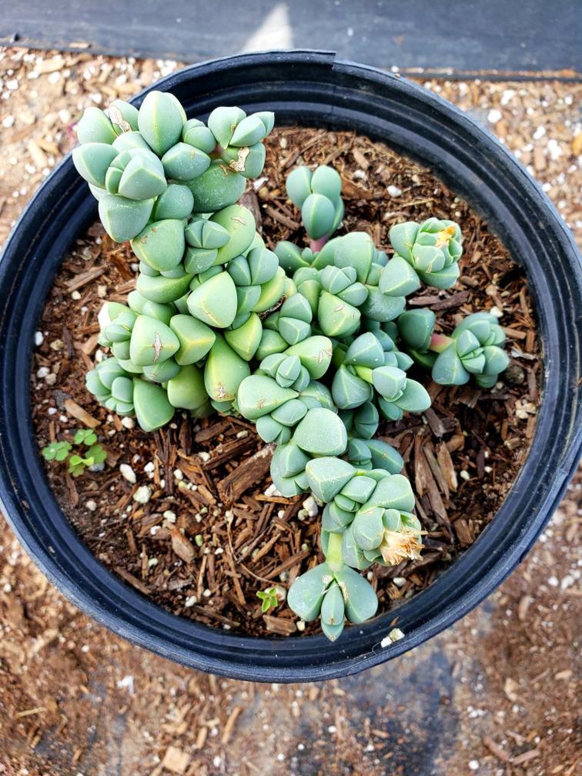 Astridia velutina suculenta planta de hielo Corpuscularia - Etsy España