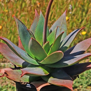 Aloe Ghost - Aloe Striata Hybrid 'ghost Aloe' Beautiful Real Aloe Plant ...