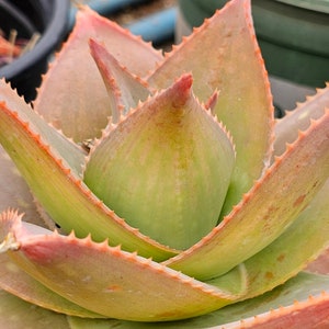 Aloe Ghost - Aloe Striata Hybrid 'ghost Aloe' Beautiful Real Aloe Plant ...
