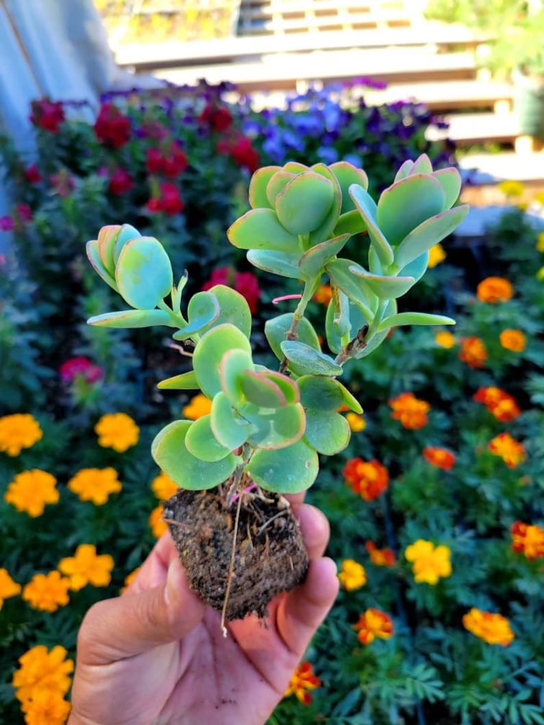 Marnier's Kalanchoe Succulent: Blue-green Home Decor Houseplant - Etsy