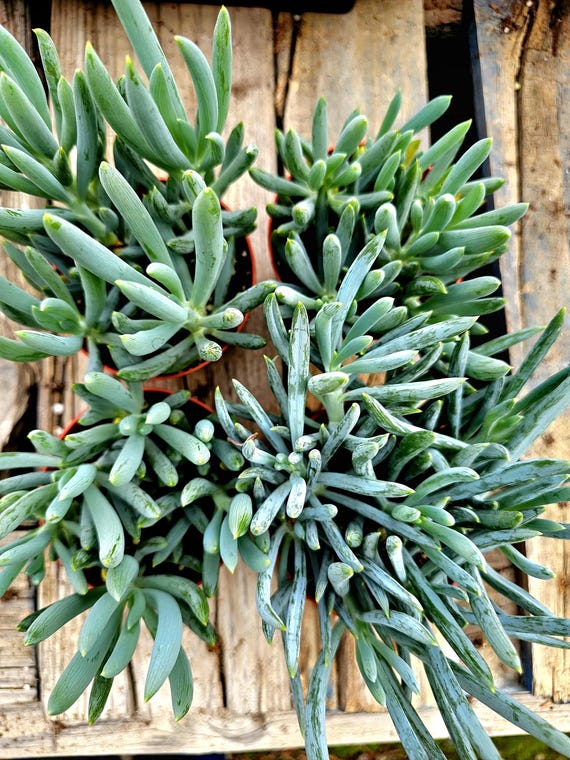 Senecio Serpens Blue Chalk Sticks Senecio Serpens (Curio Repens)