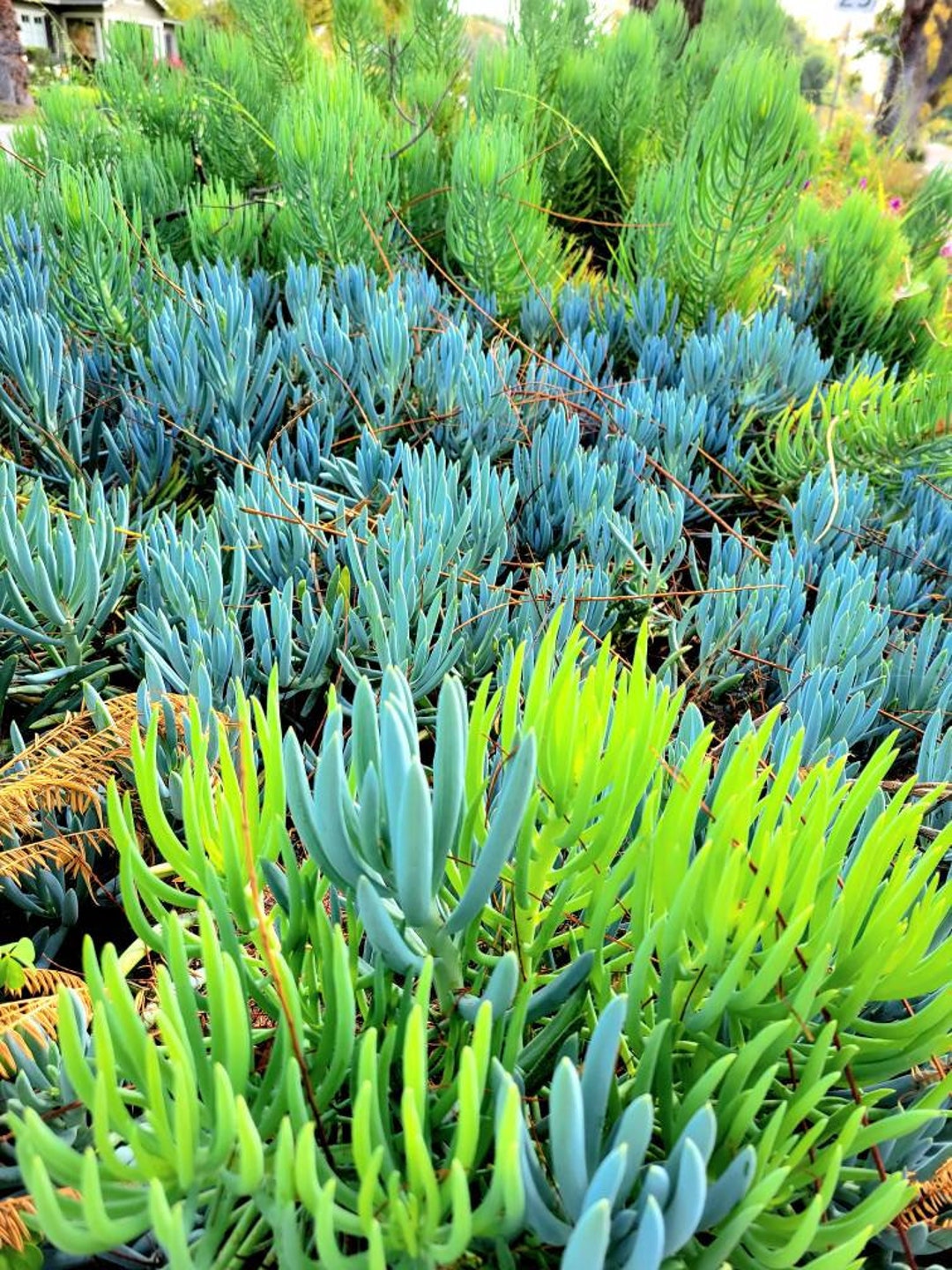 Senecio Mandraliscae