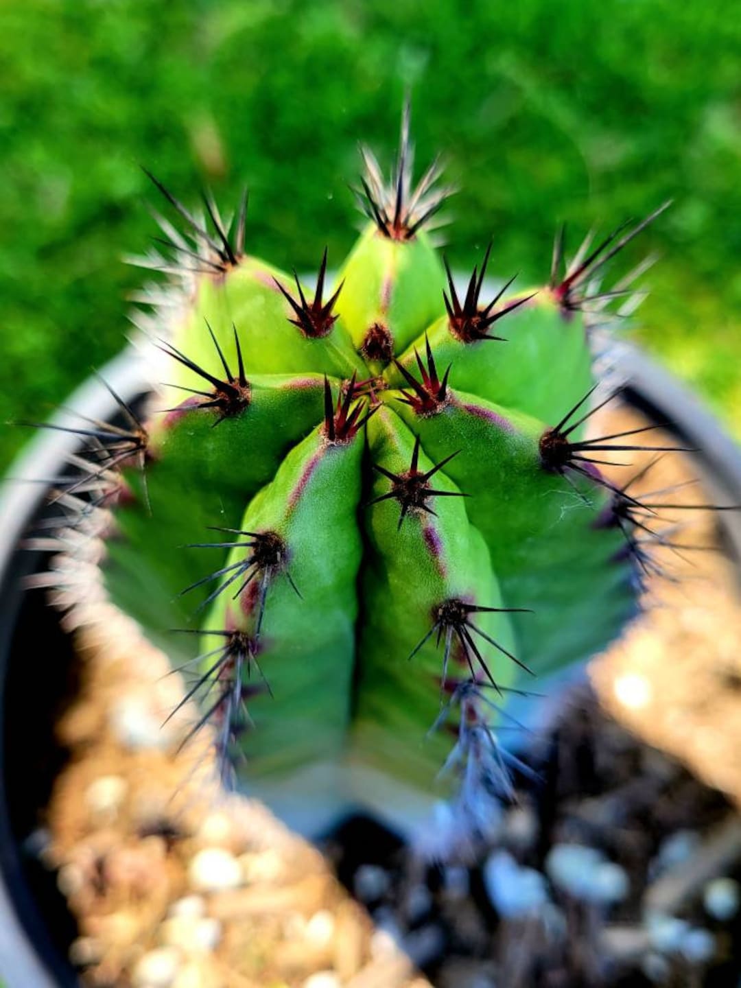 Polaskia Chichipe Cactus: Rare Exotic Succulent, Edible Fruit - Etsy