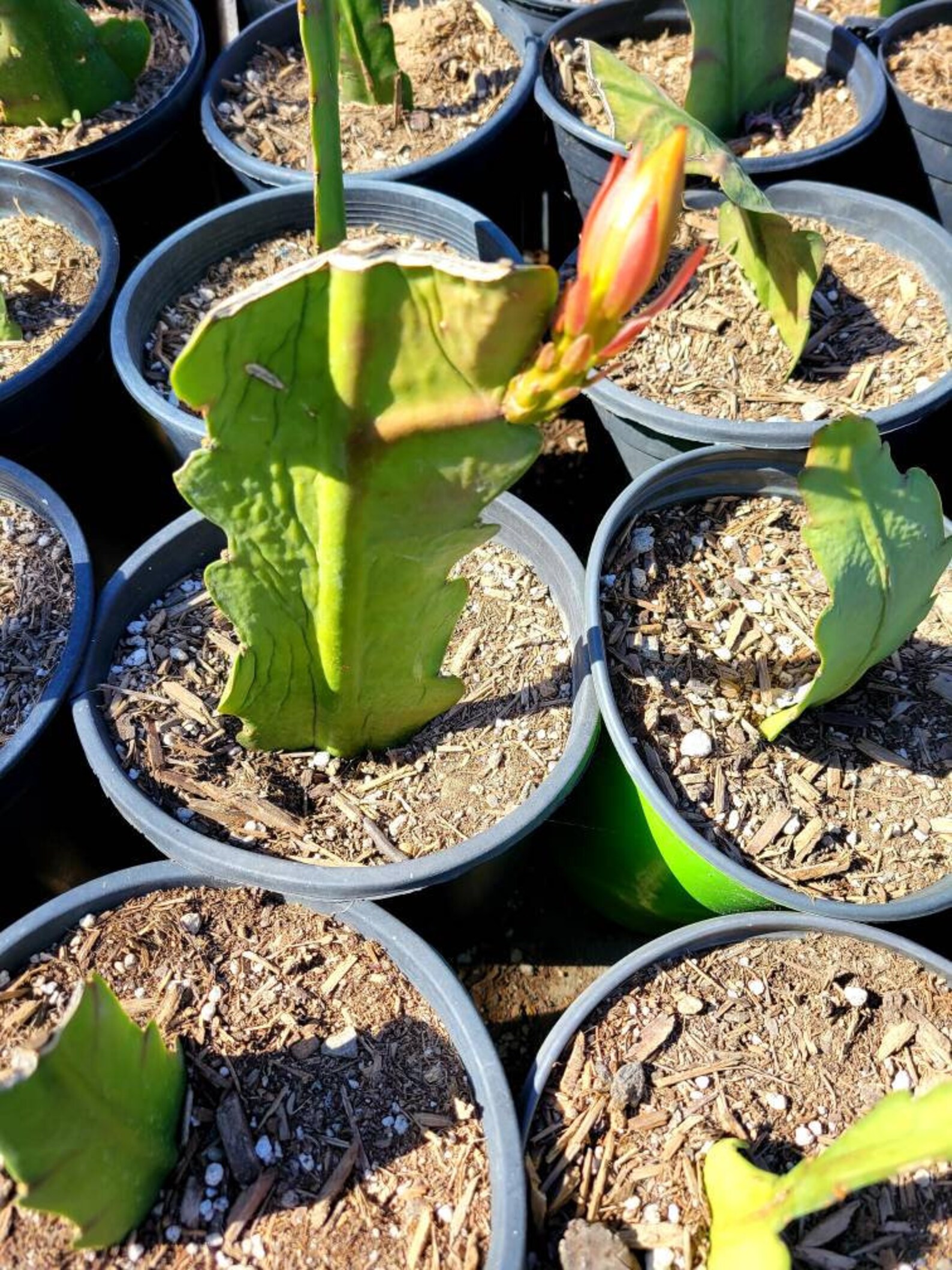 Queen of the Night Night Blooming Cereus Fragrant Orchid - Etsy