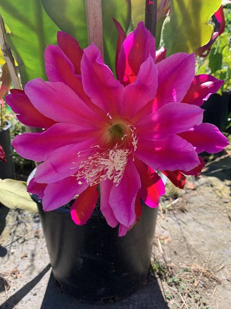 Queen of the Night Night Blooming Cereus Fragrant Orchid - Etsy