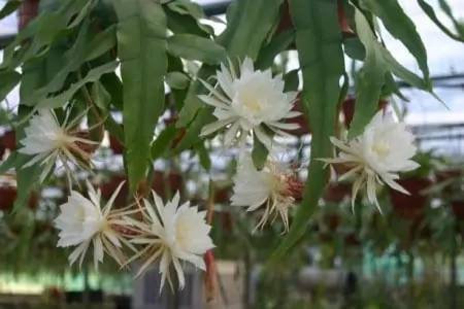 Queen of the Night Night Blooming Cereus Fragrant Orchid - Etsy