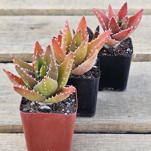 Red Aloe Nobilis Succulent: Dwarf Gold-tooth Aloe Vera Houseplant - Etsy