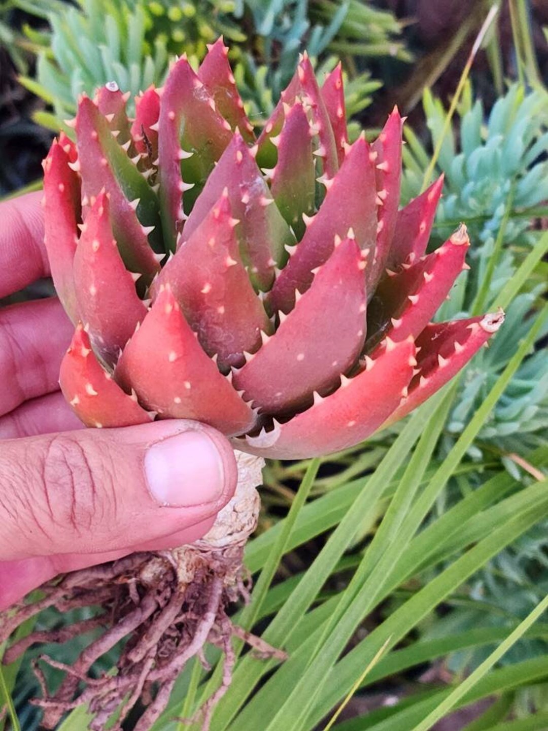 Aloe Nobilis Dwarf Red Aloe Gold tooth Aloe. Aloe Vera - Etsy