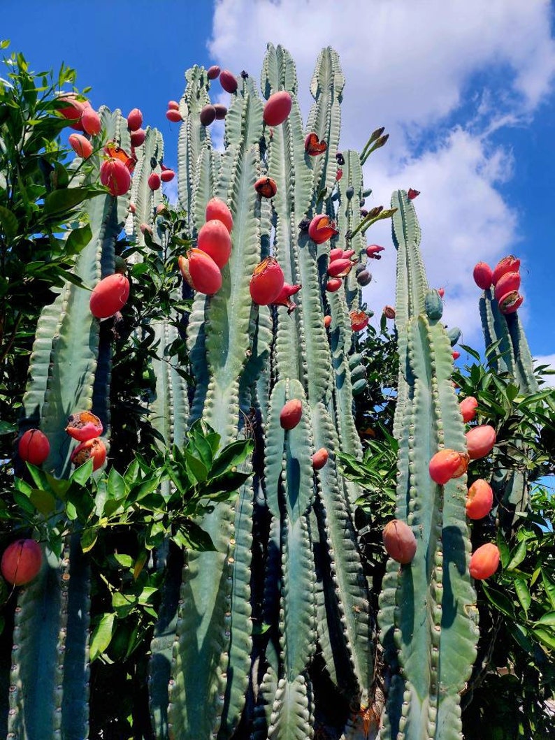 Peruvian Apple Cactus Edible Cactus Cactus Cutting Live - Etsy