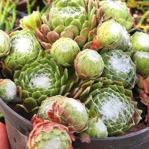 Sempervivum Arachnoideum, Cobweb Hens and Chicks, Succulent, Rare ...