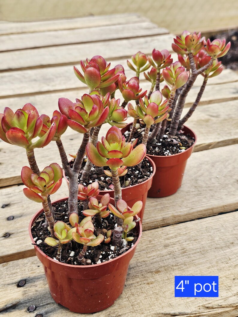 Dwarf Jade Plant: Crassula Ovata 'crosby Compacta' - 2" Pot - Etsy
