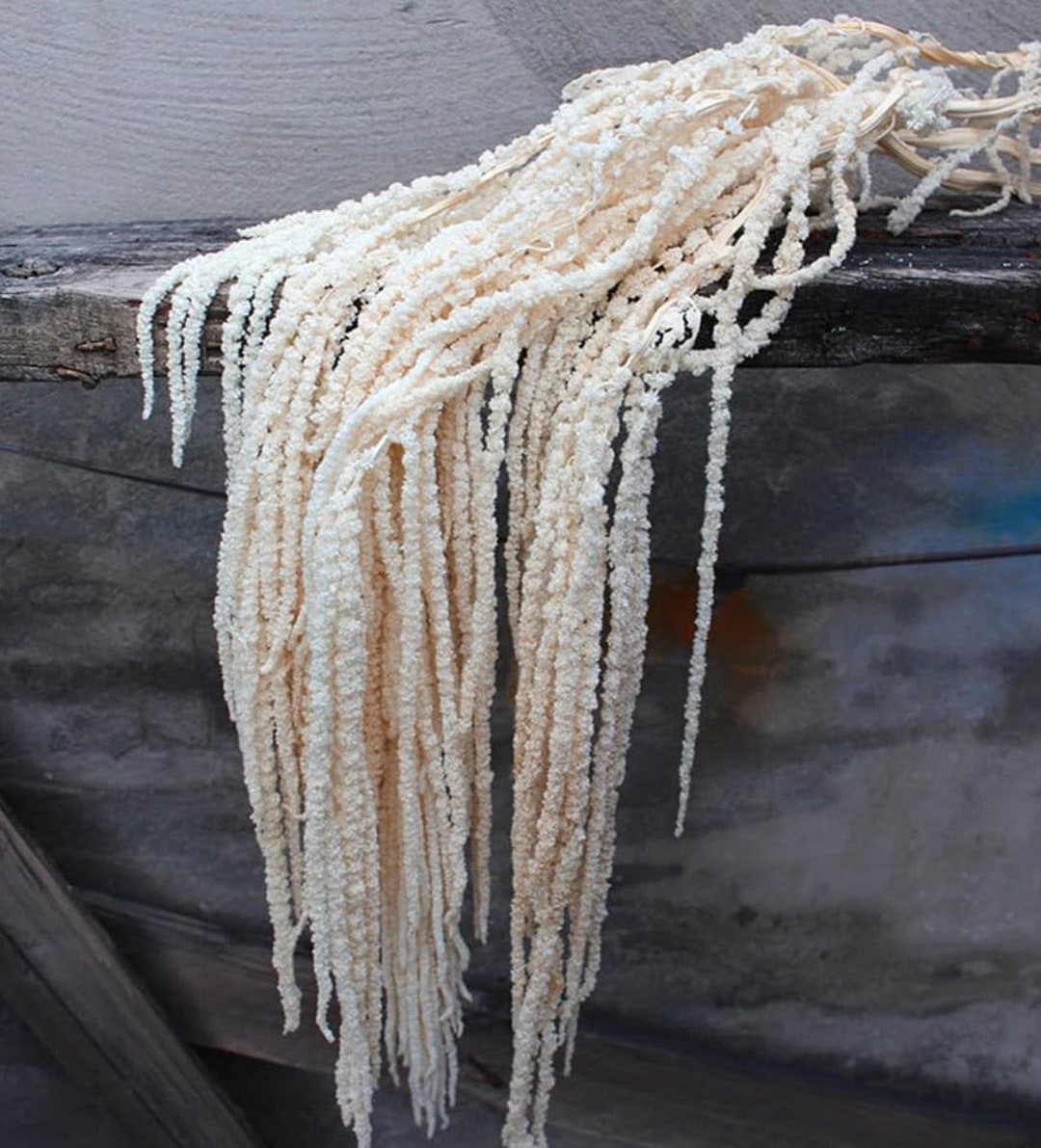 PRESERVED White Ivory AMARANTHUS Bundle Dry Flower Decor Hanging ...