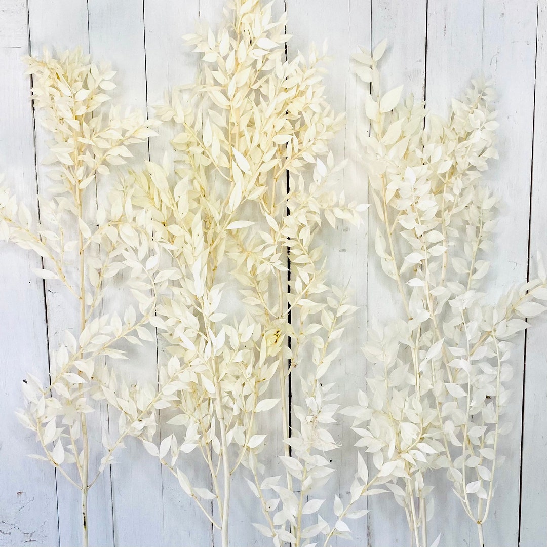 DRY Preserved Beached RUSCUS Boho White Foliage Natural Bouquet Wedding ...