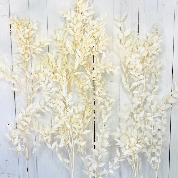 Ruscus Preserved - Etsy