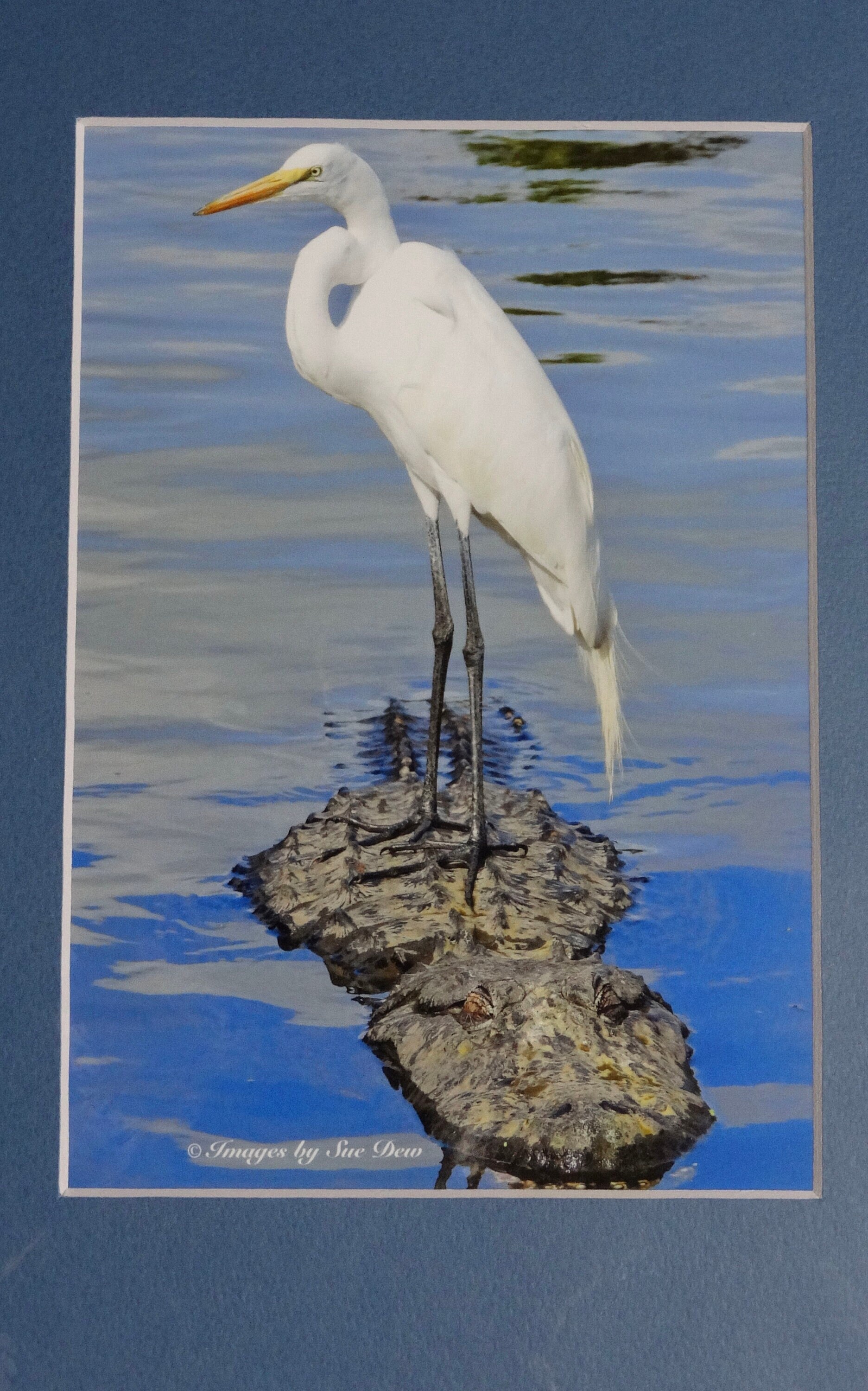 Bird/gator Photography Florida free Ride Bird Riding Gator 5x7 Photo in ...